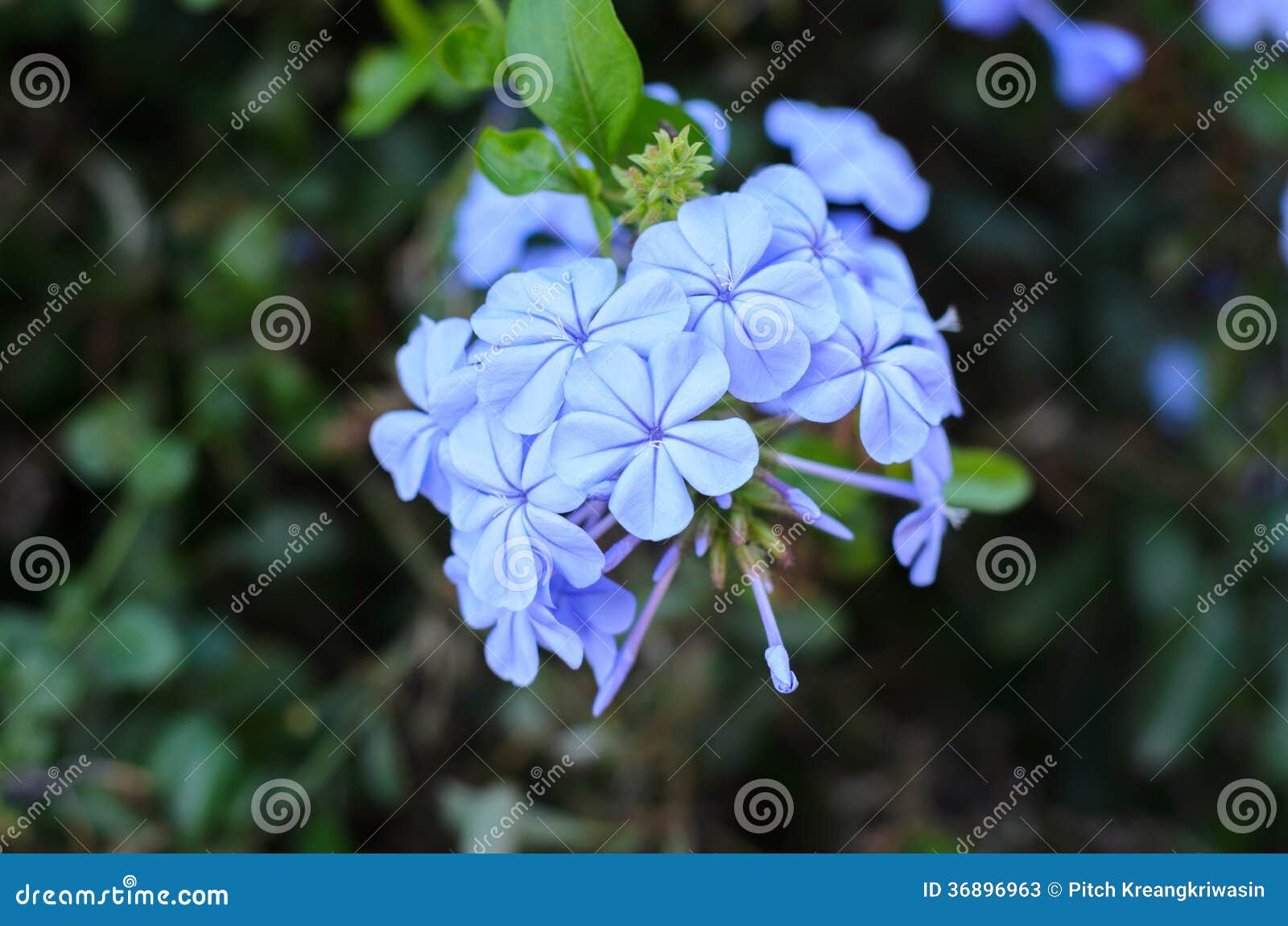 Cape leadwort stock image. Image of leadwort, flower - 36896963