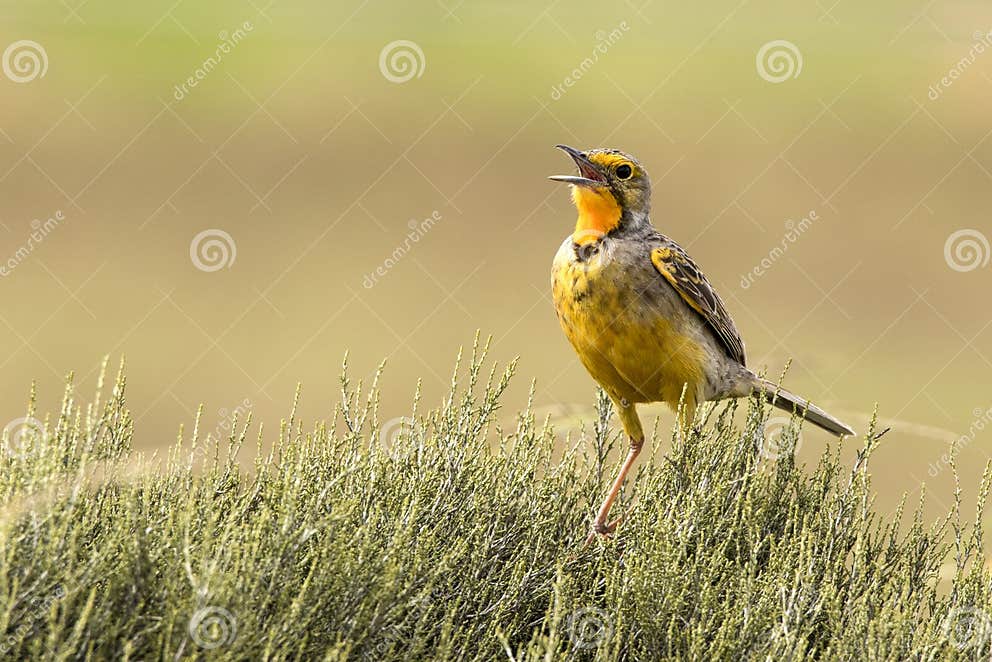Cape Long claw calling stock image. Image of bird, fynbos - 68091459