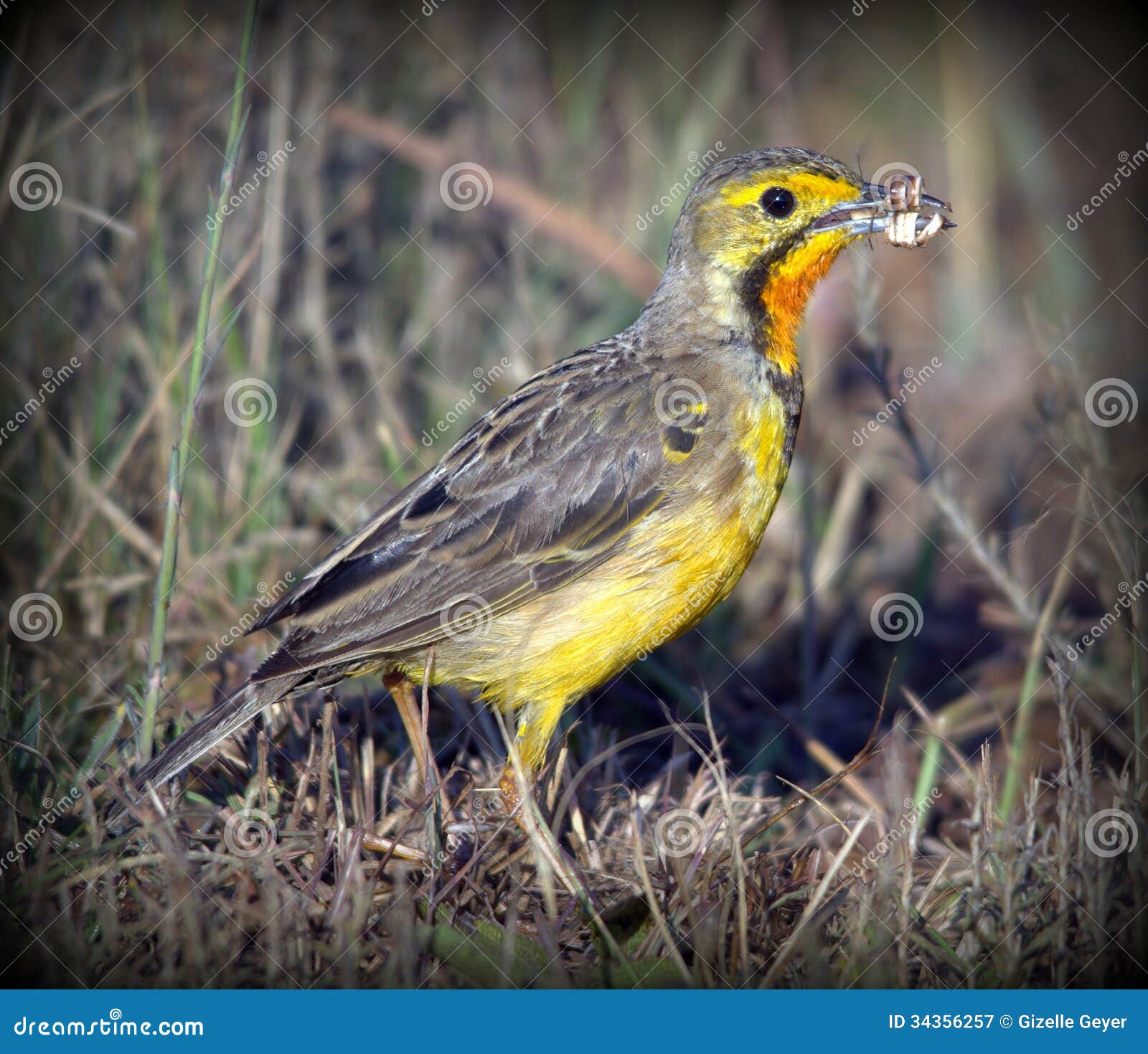 Cape long-claw stock image. Image of rietvlei, worm, beak - 34356257