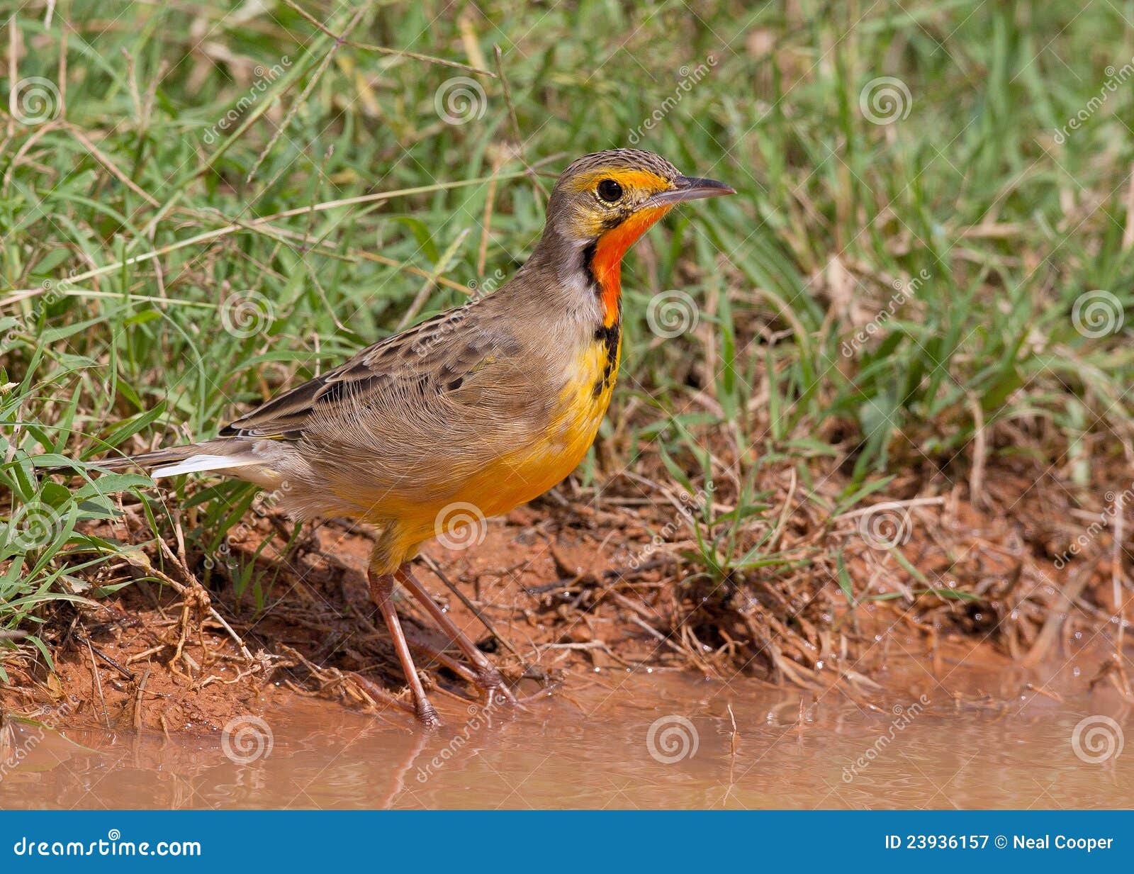 Cape Longclaw stock image. Image of birds, orange, elephant - 23936157