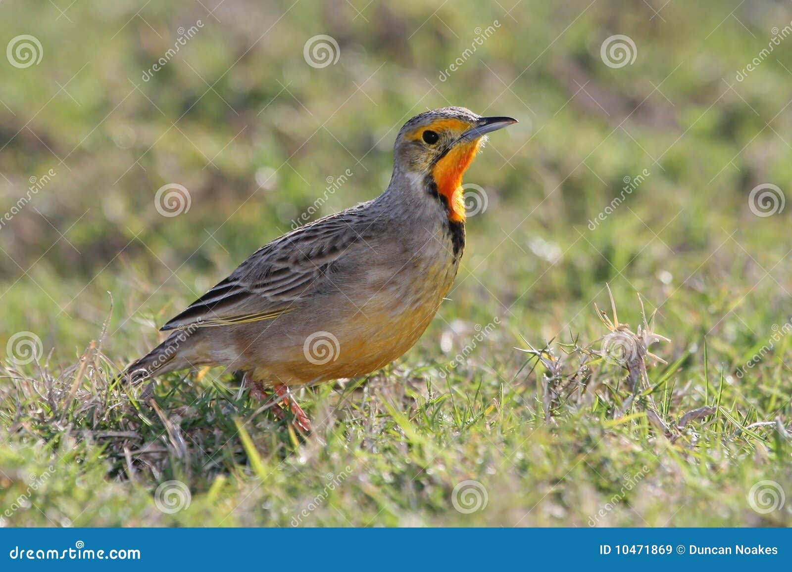 Cape Longclaw Bird stock image. Image of black, breast - 10471869