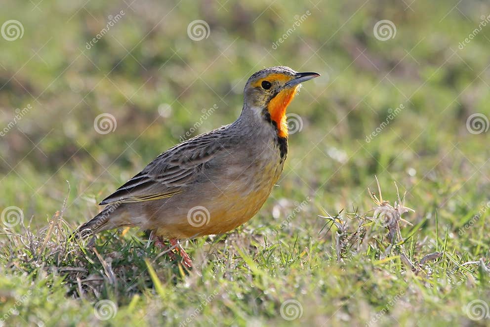 Cape Longclaw Bird stock image. Image of black, breast - 10471869