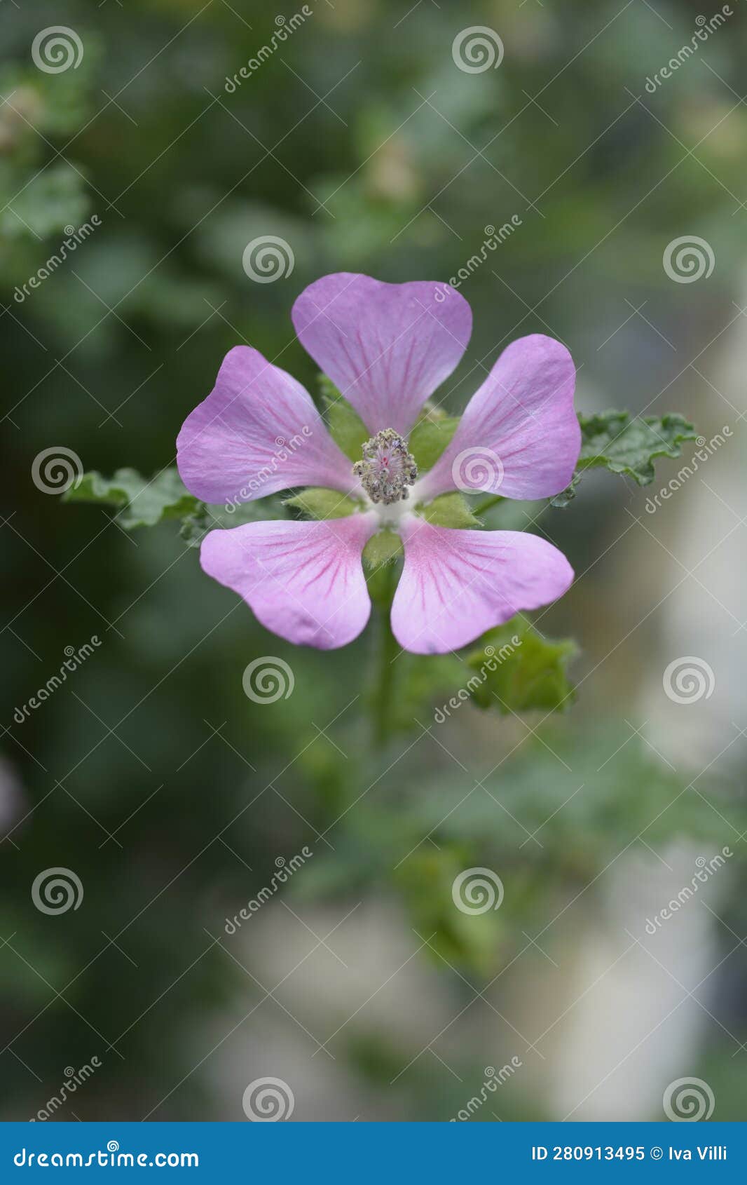 Cape mallow stock image. Image of green, mallow, plant - 280913495