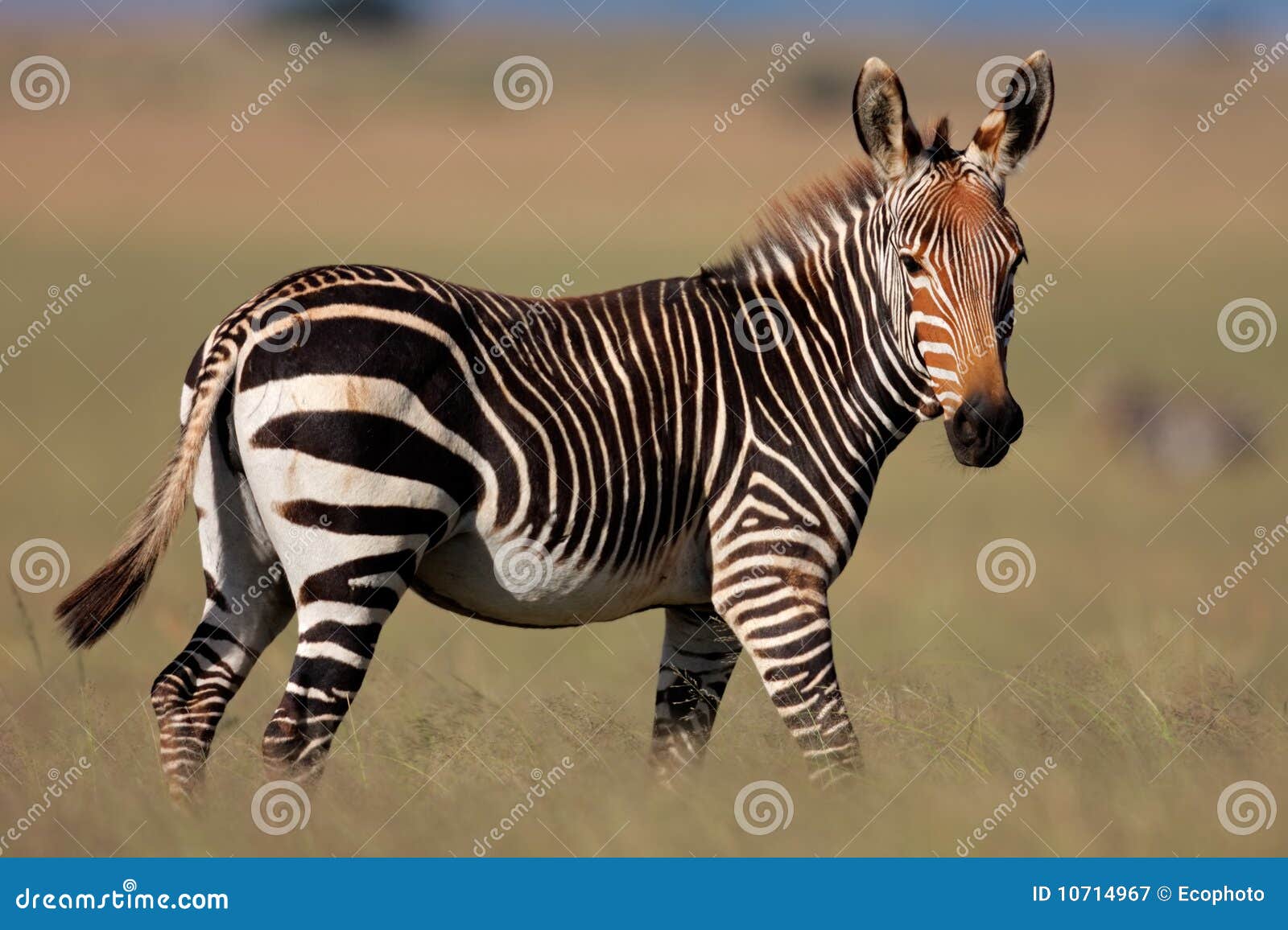 Mountain Zebra National Park, South Africa: War Graves From The Anglo ...