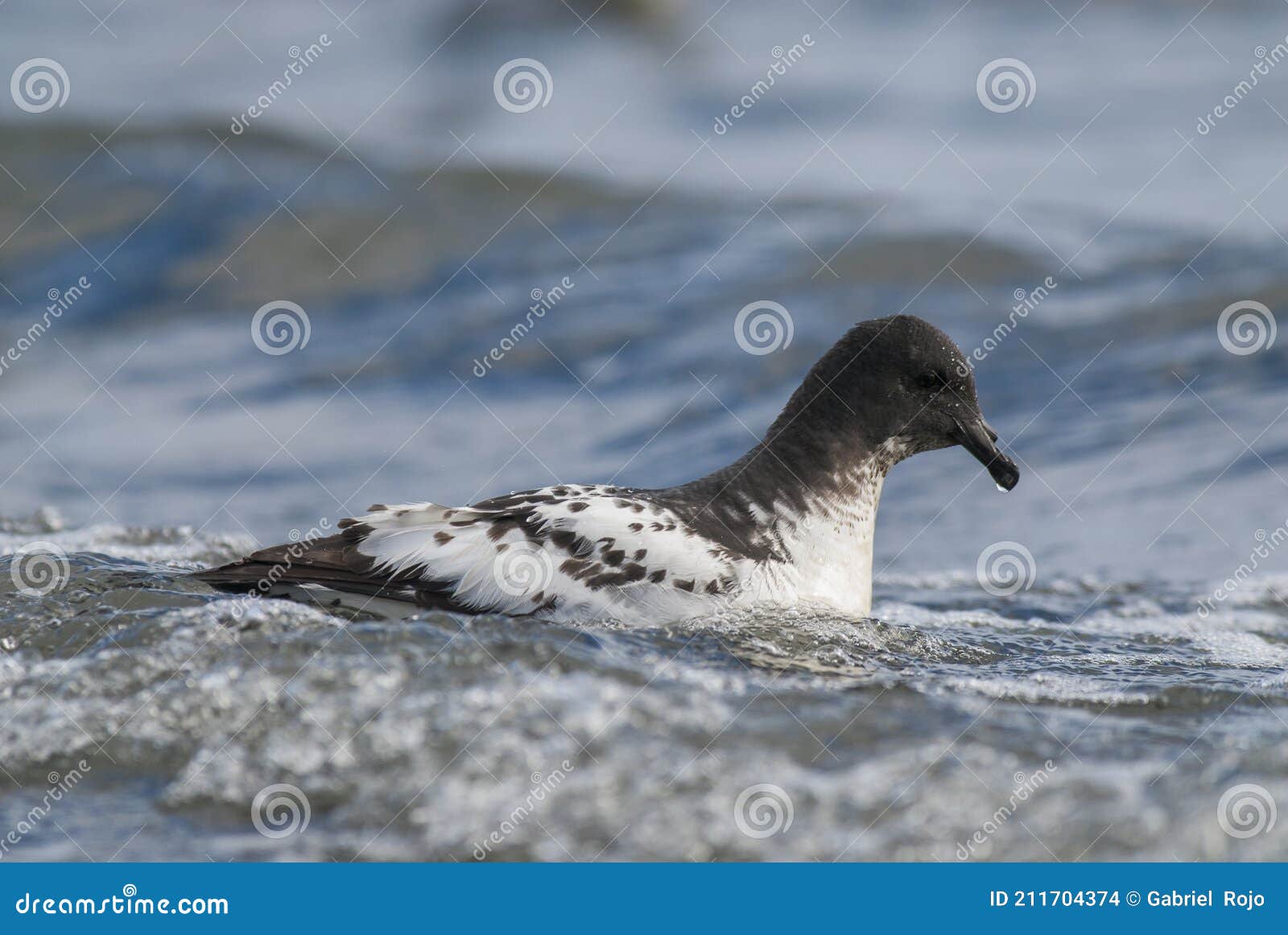 Cape Petrel, Antartic Bird, AntÃ¡rtica Stock Photo - Image of life ...