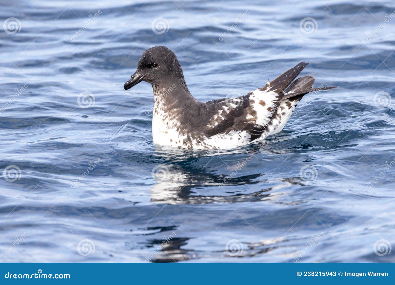 Cape Petrel in Australasia stock image. Image of birding - 238215943