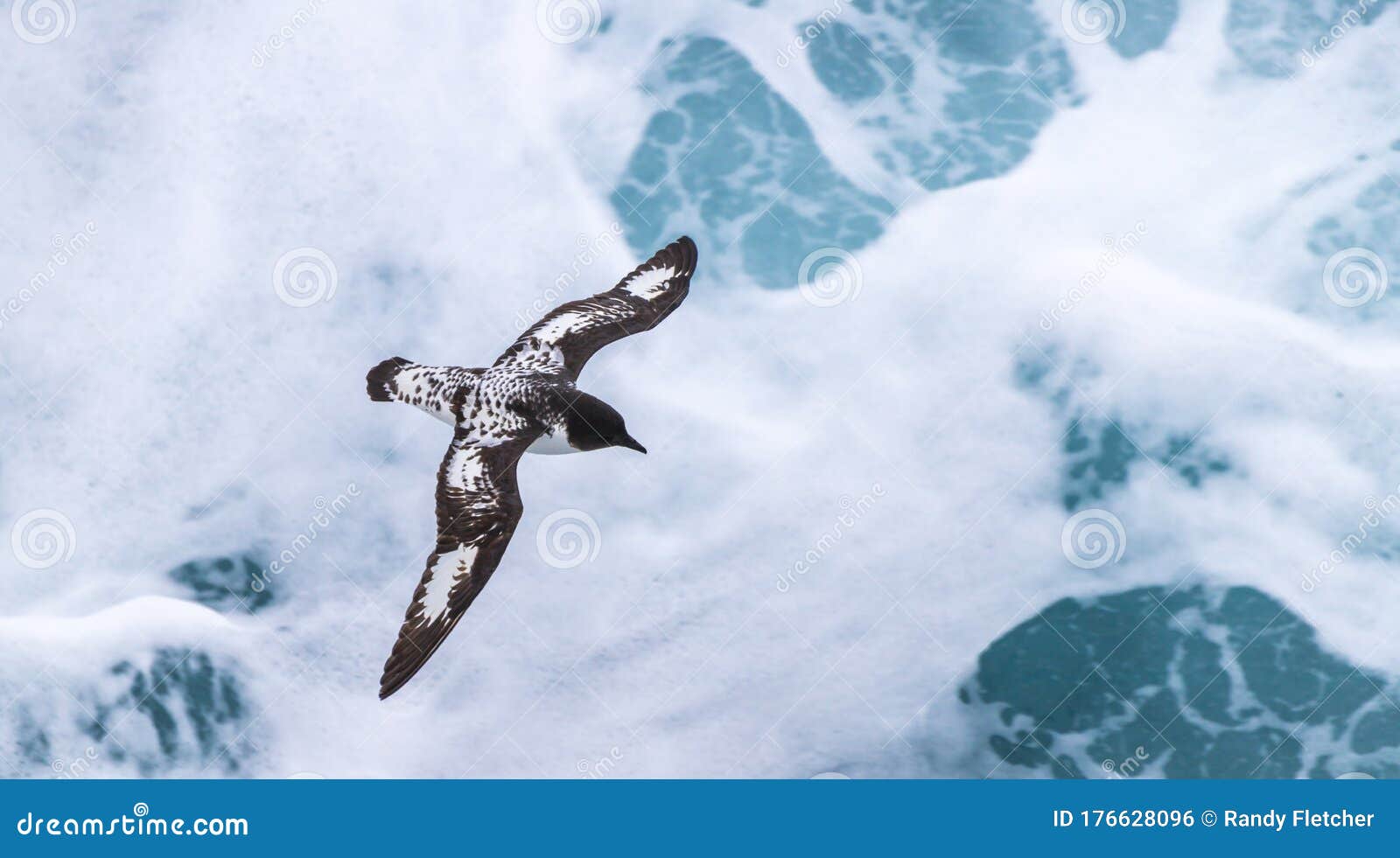 Cape Petrels ` Daption Capense ` Flying in the Antarctic Stock Photo ...