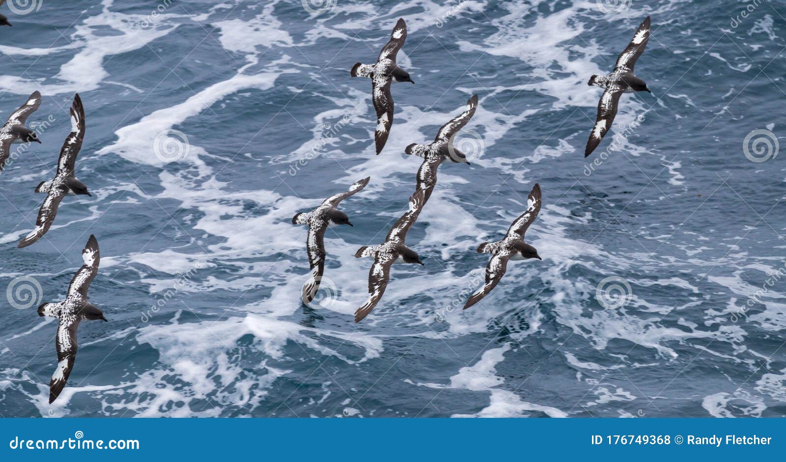 Cape Petrels ` Daption Capense ` Flying in the Antarctic Stock Photo ...