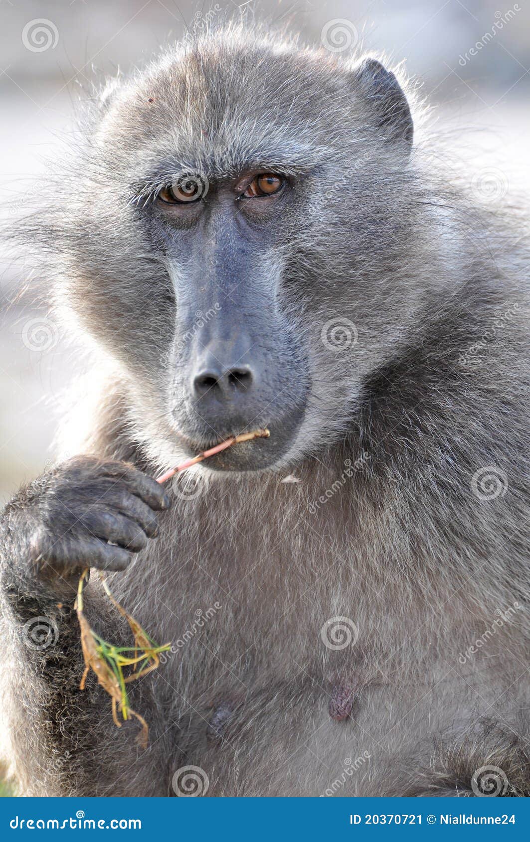 Cape point baboon stock image. Image of pest, point, africa - 20370721