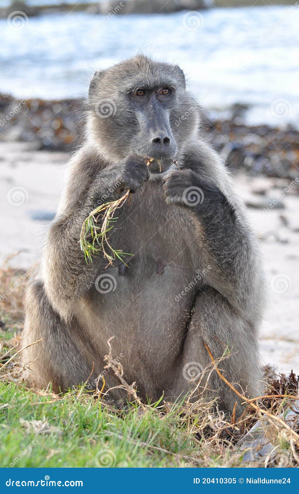 Cape point wildlife stock image. Image of grazing, cape - 20410305