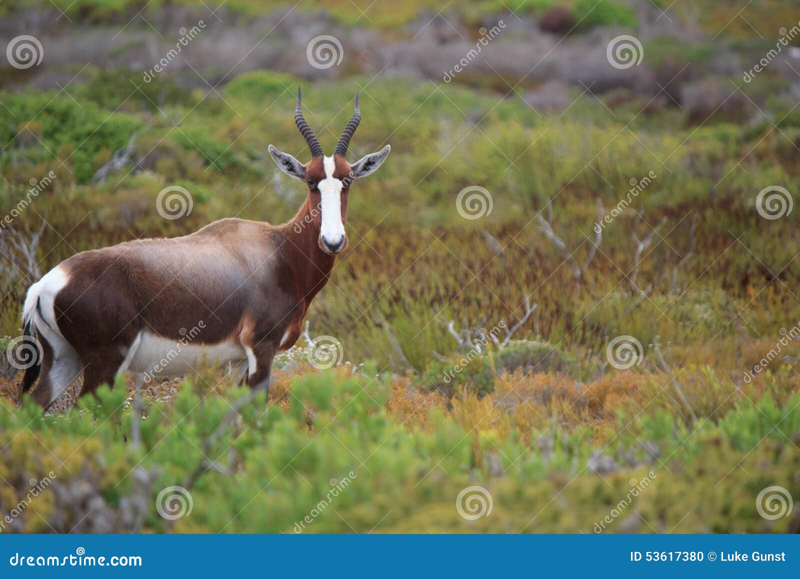 Cape Point Wildlife stock photo. Image of front, capepoint - 53617380