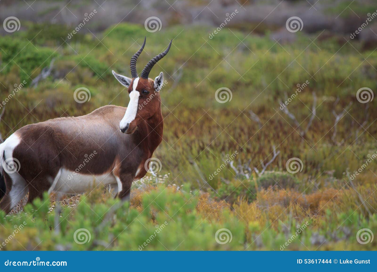 Cape Point Wildlife stock photo. Image of gemsbok, snout - 53617444