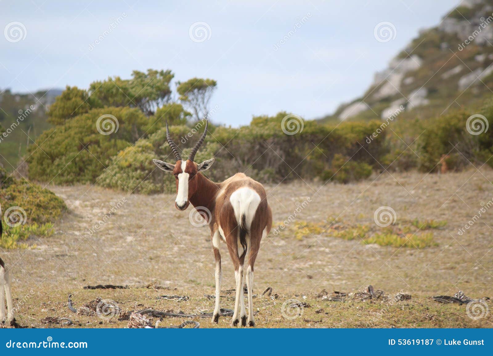 Cape Point Wildlife stock image. Image of showing, safari - 53619187