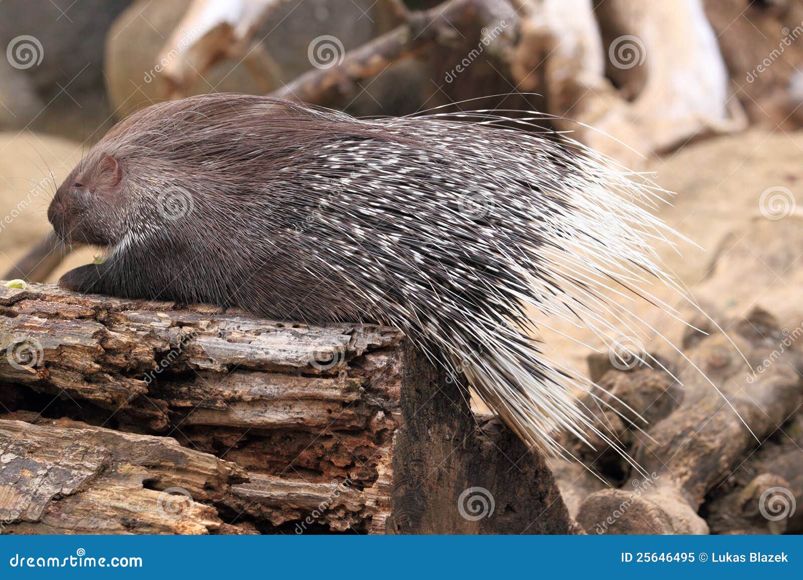 Cape Porcupine Or South African Porcupine Hystrix Africaeaustralis In A ...