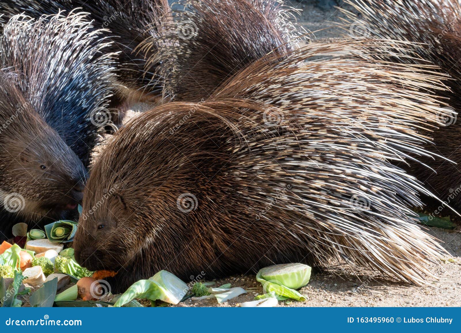 Cape Porcupine Or South African Porcupine Hystrix Africaeaustralis In A ...