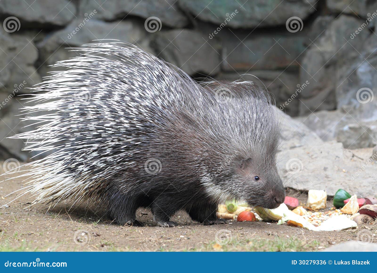 Cape porcupine stock photo. Image of nature, africaeaustralis - 30279336