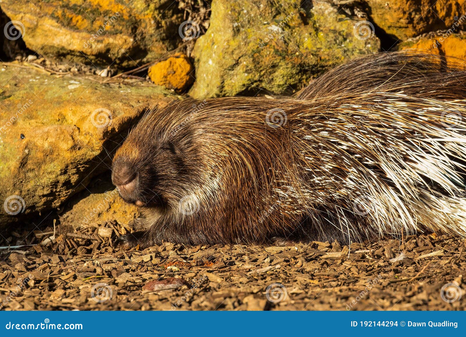 Cape Porcupine, Hystrix Africaeaustralis, Lying in Front of Rocks Stock ...