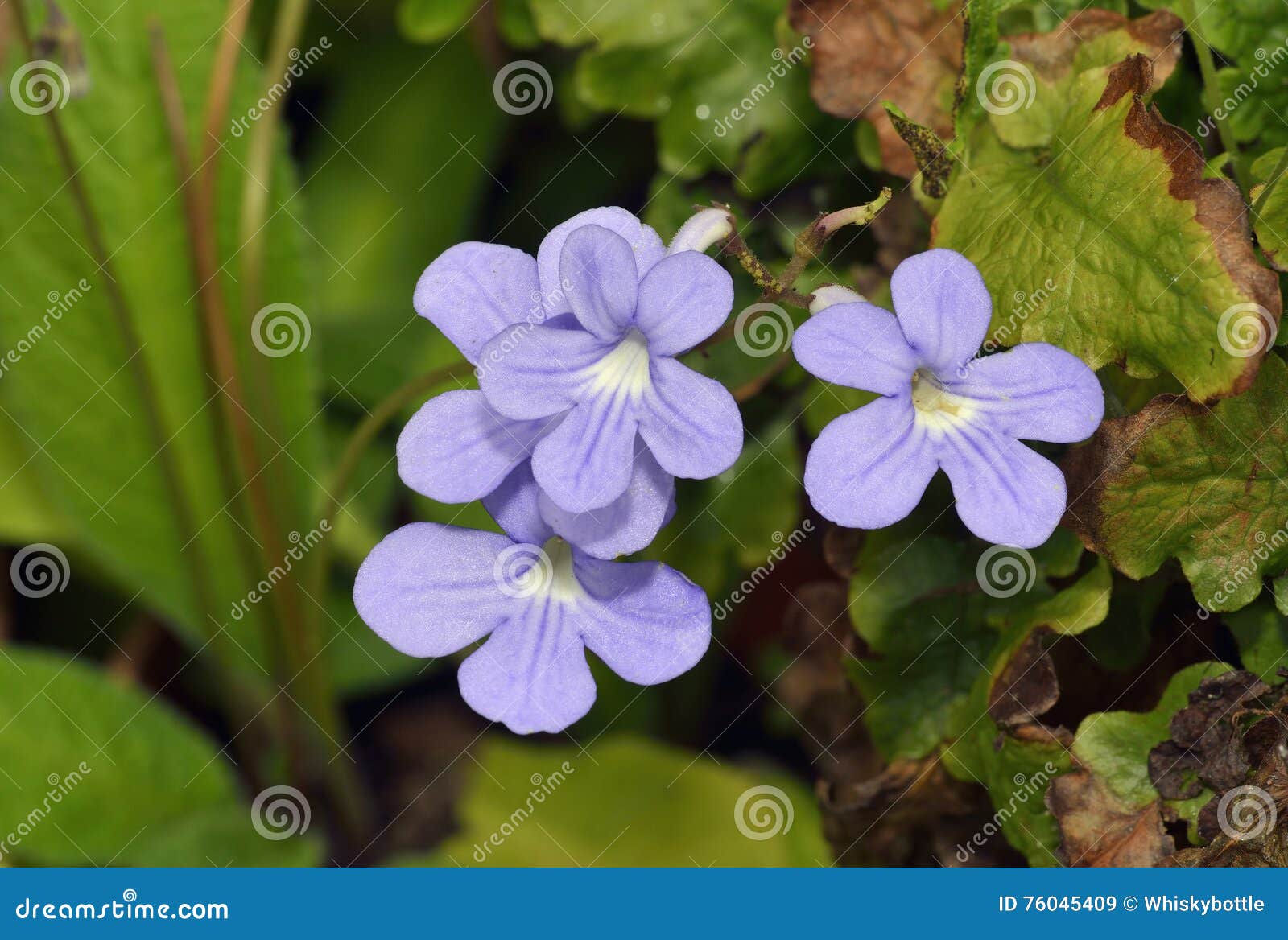Cape Primrose stock image. Image of landscape, house - 76045409