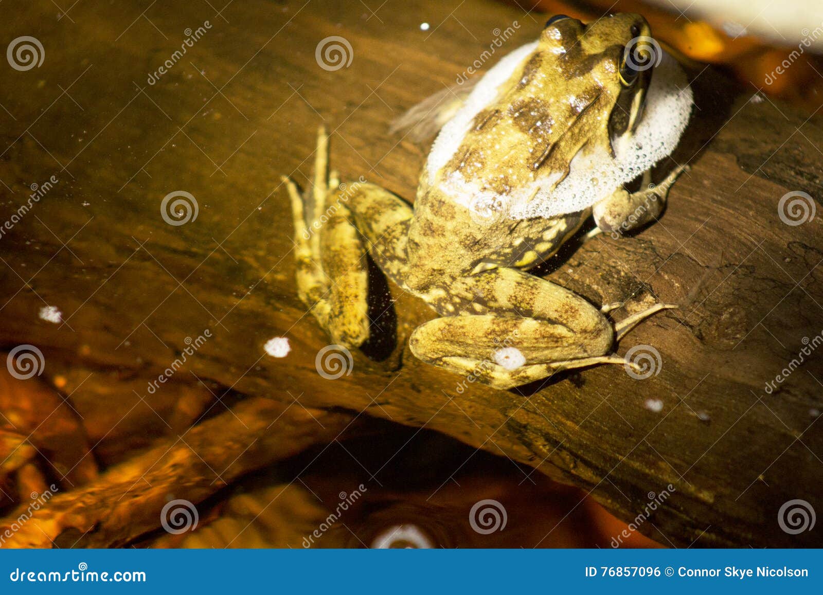 Cape River Frog stock photo. Image of africa, closeup - 76857096