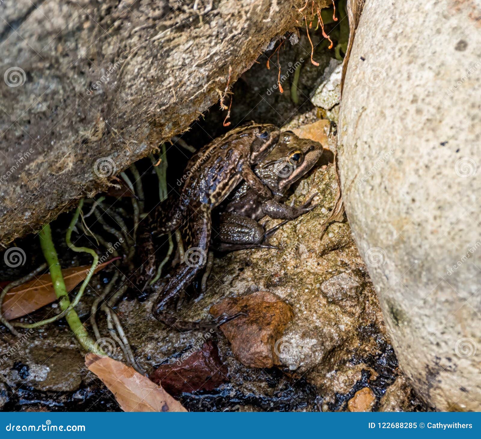 Cape River Frogs Mating stock image. Image of flowing - 122688285