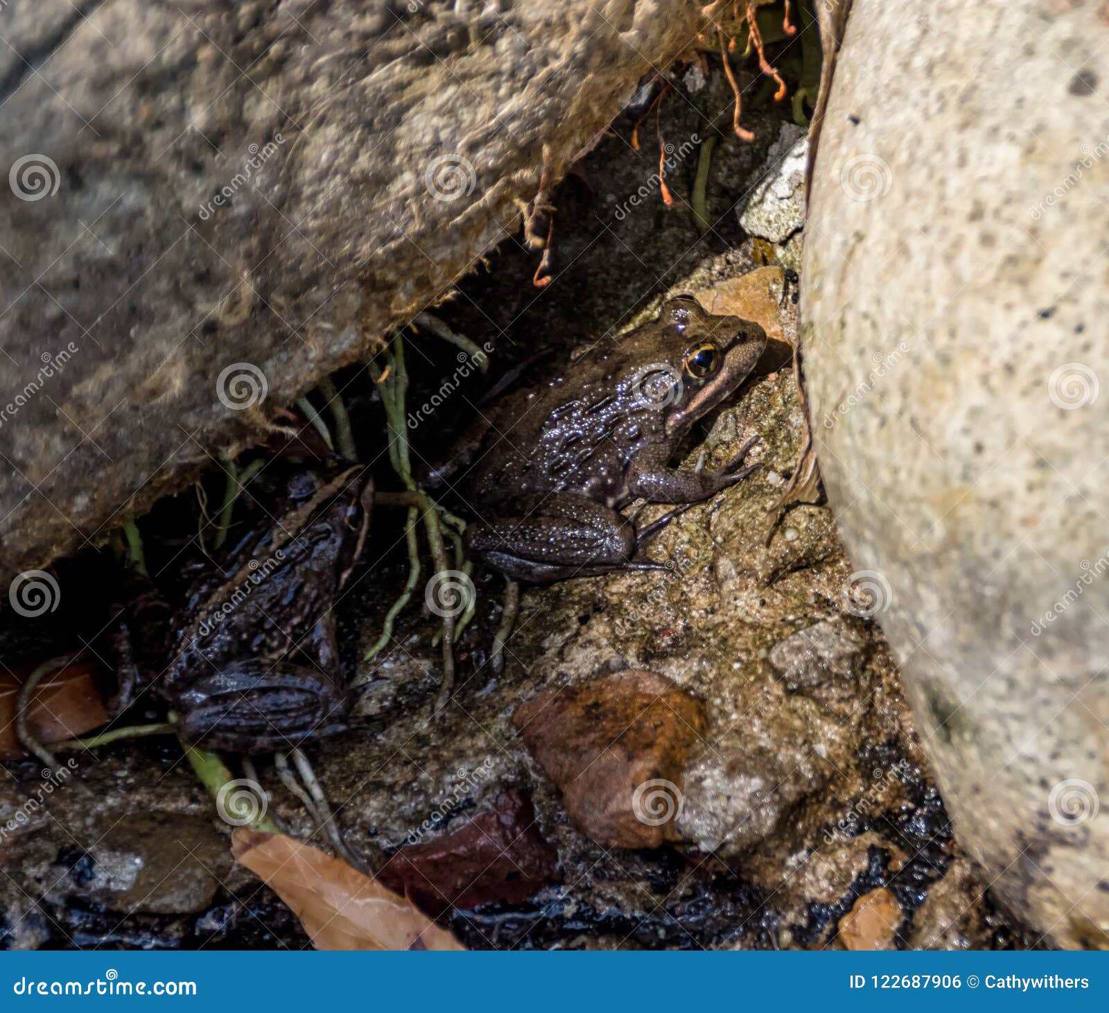 Cape River Frogs stock photo. Image of african, amphibian - 122687906