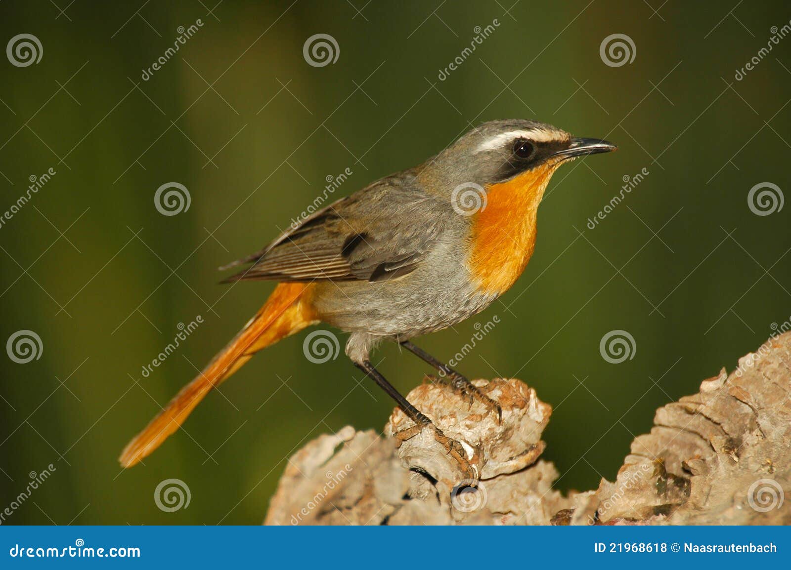 Cape robin stock photo. Image of insectivorous, turdidae - 21968618