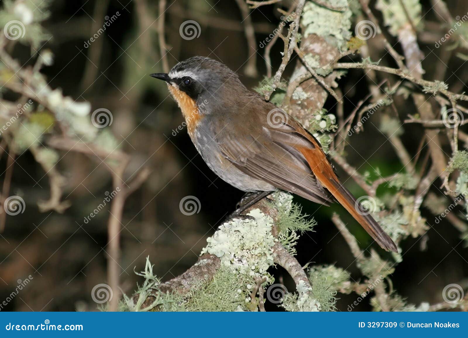 Cape Robin stock image. Image of bird, south, robin, feathered - 3297309