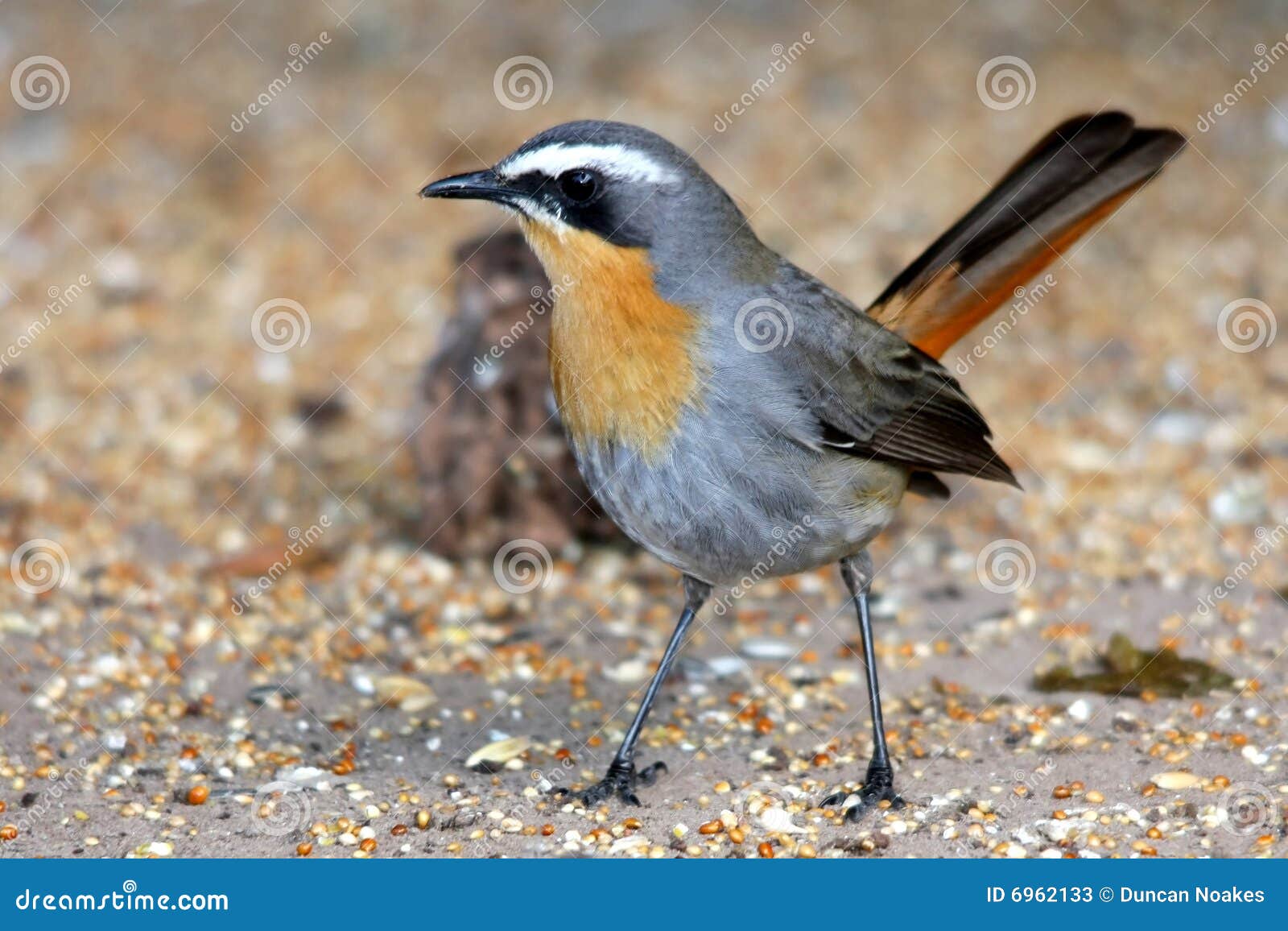 Cape Robin Bird stock image. Image of natural, bill, cute - 6962133