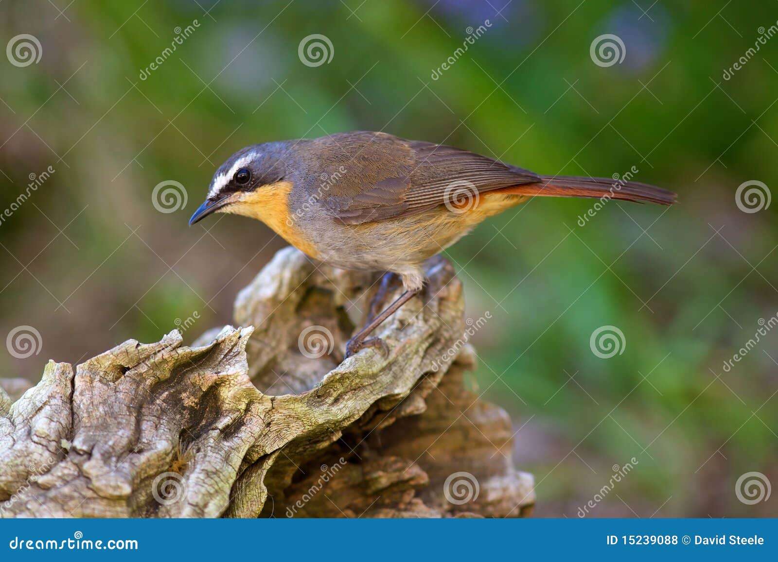 Cape Robin Royalty-Free Stock Photo | CartoonDealer.com #3297309