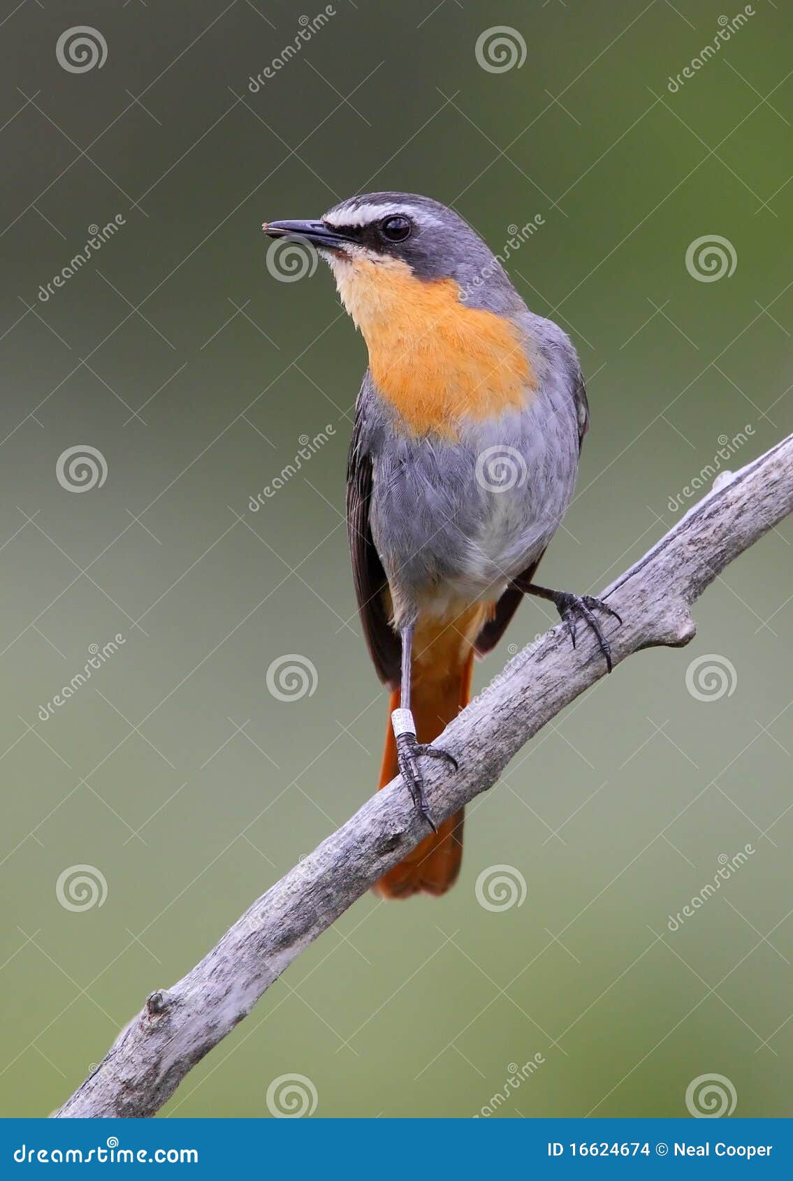 Cape robin chat stock photo. Image of chat, birds, family - 16624674