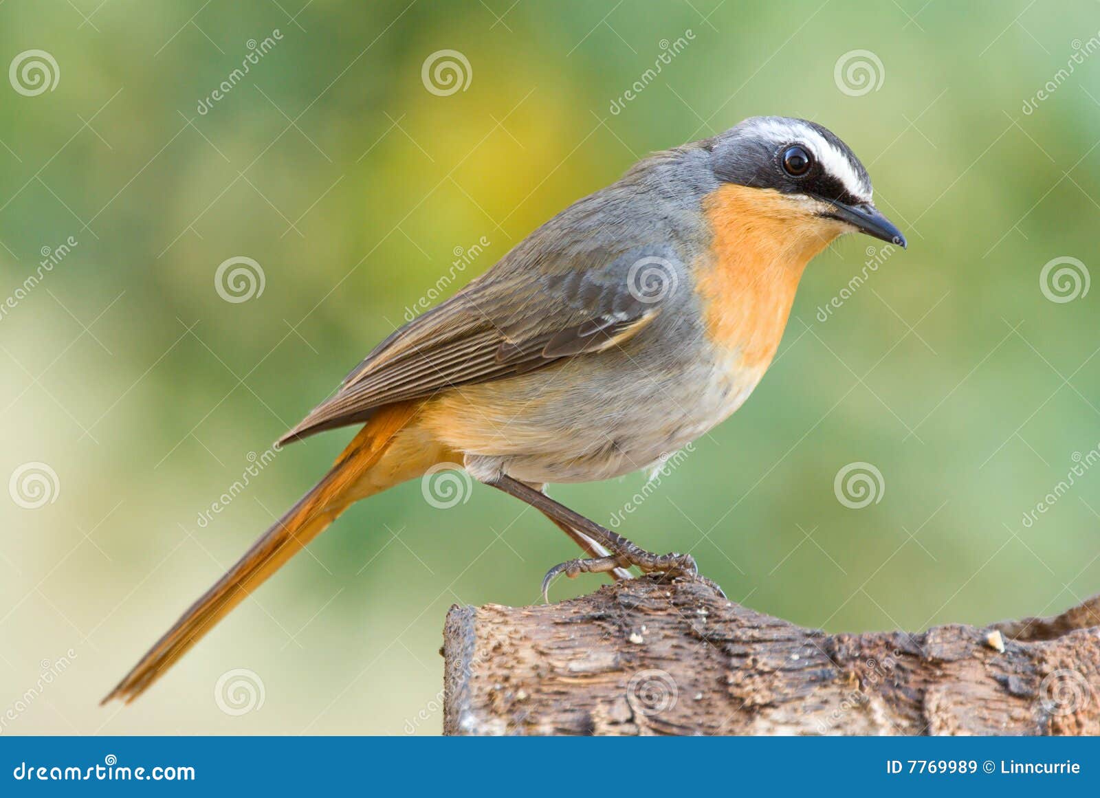 Cape robin chat stock image. Image of avian, robin, cream - 7769989