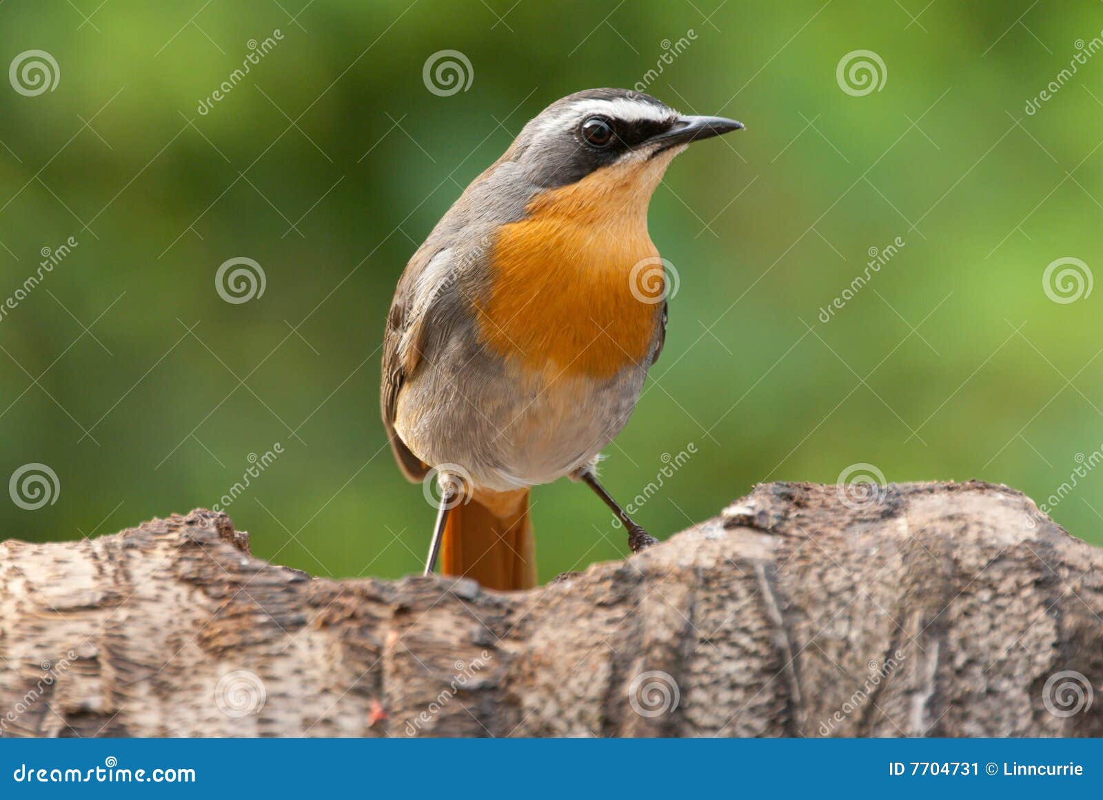 Cape robin chat bird stock image. Image of avian, sitting - 7704731
