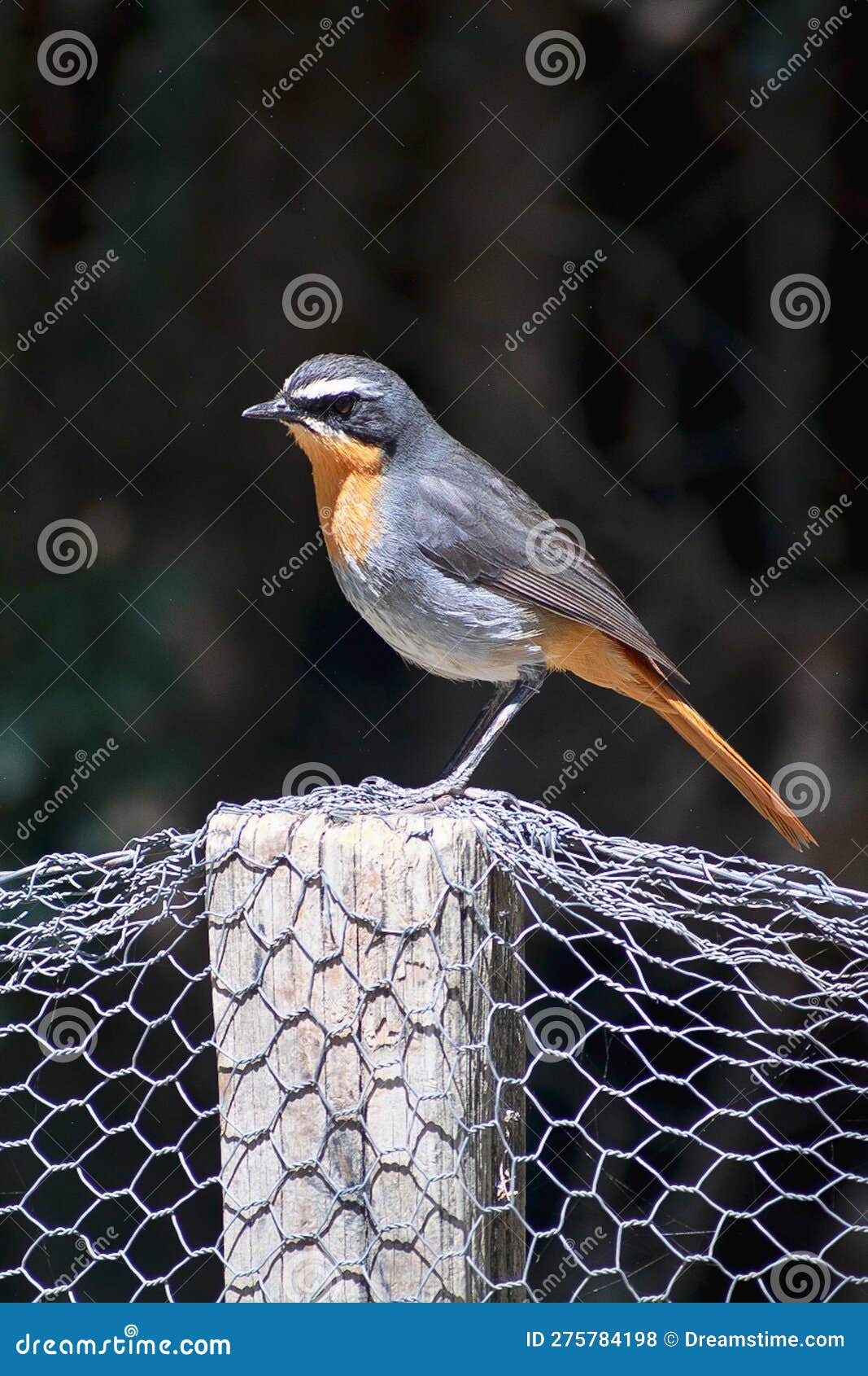 Cape Robin Chat Bird Kenya stock photo. Image of robin - 275784198
