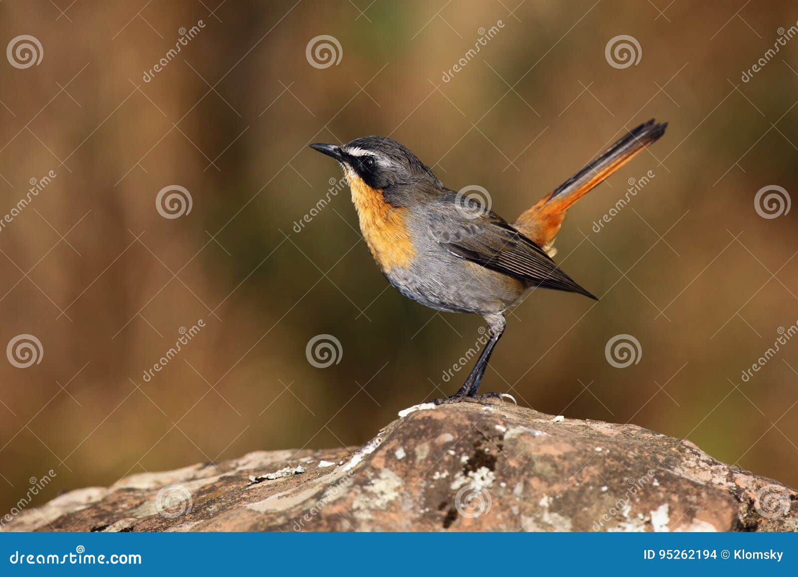 Cape robin-chat stock photo. Image of color, birder, national - 95262194