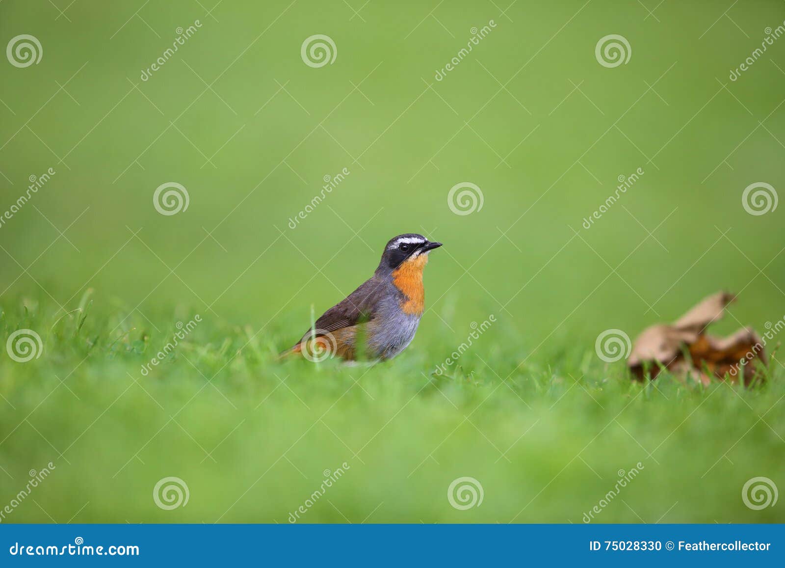 Cape robin-chat stock photo. Image of robin, cape, eastern - 75028330
