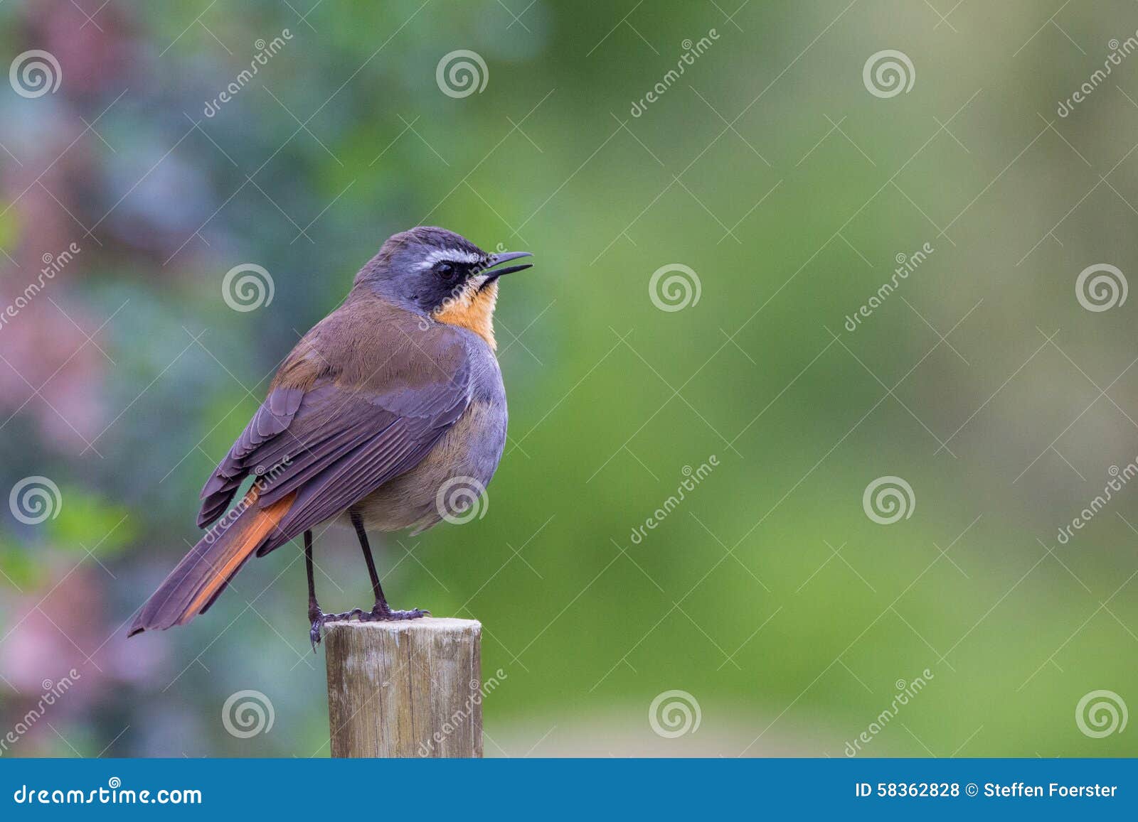 Cape Robin-chat stock photo. Image of birds, bird, beak - 58362828