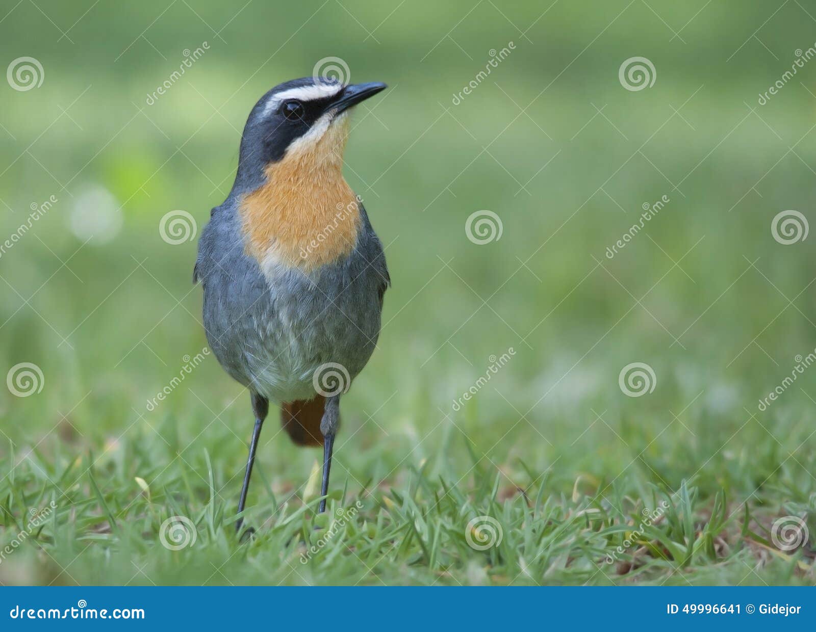 Cape Robin Green Grass Stock Photos - Free & Royalty-Free Stock Photos ...