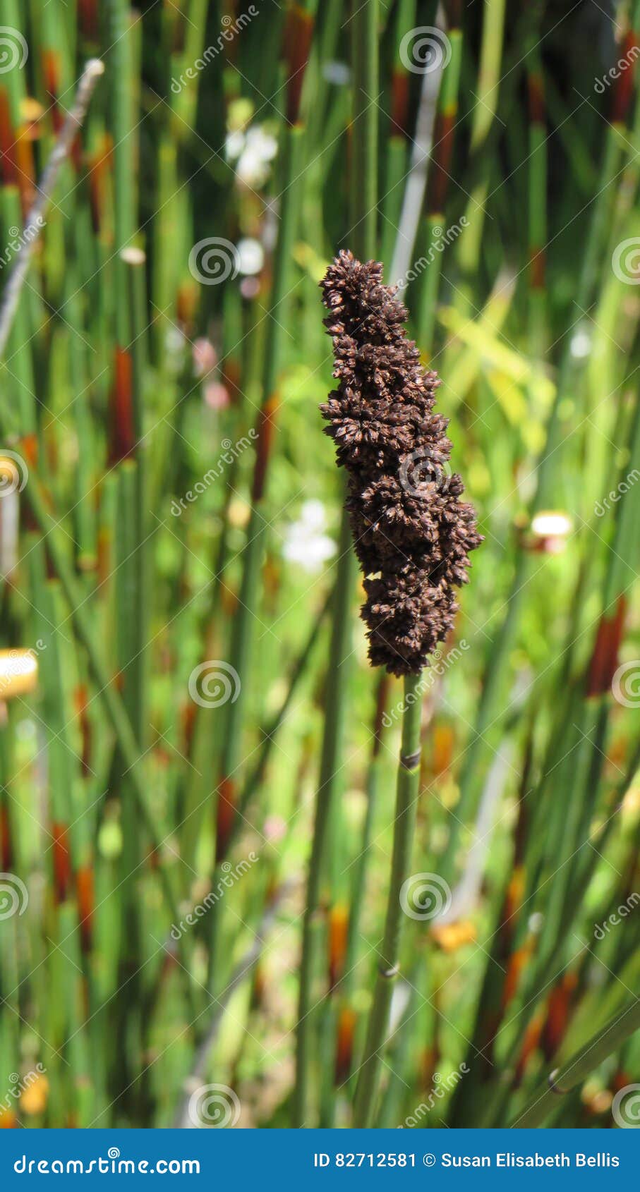 Cape Rush grass seeds stock image. Image of cape, head - 82712581