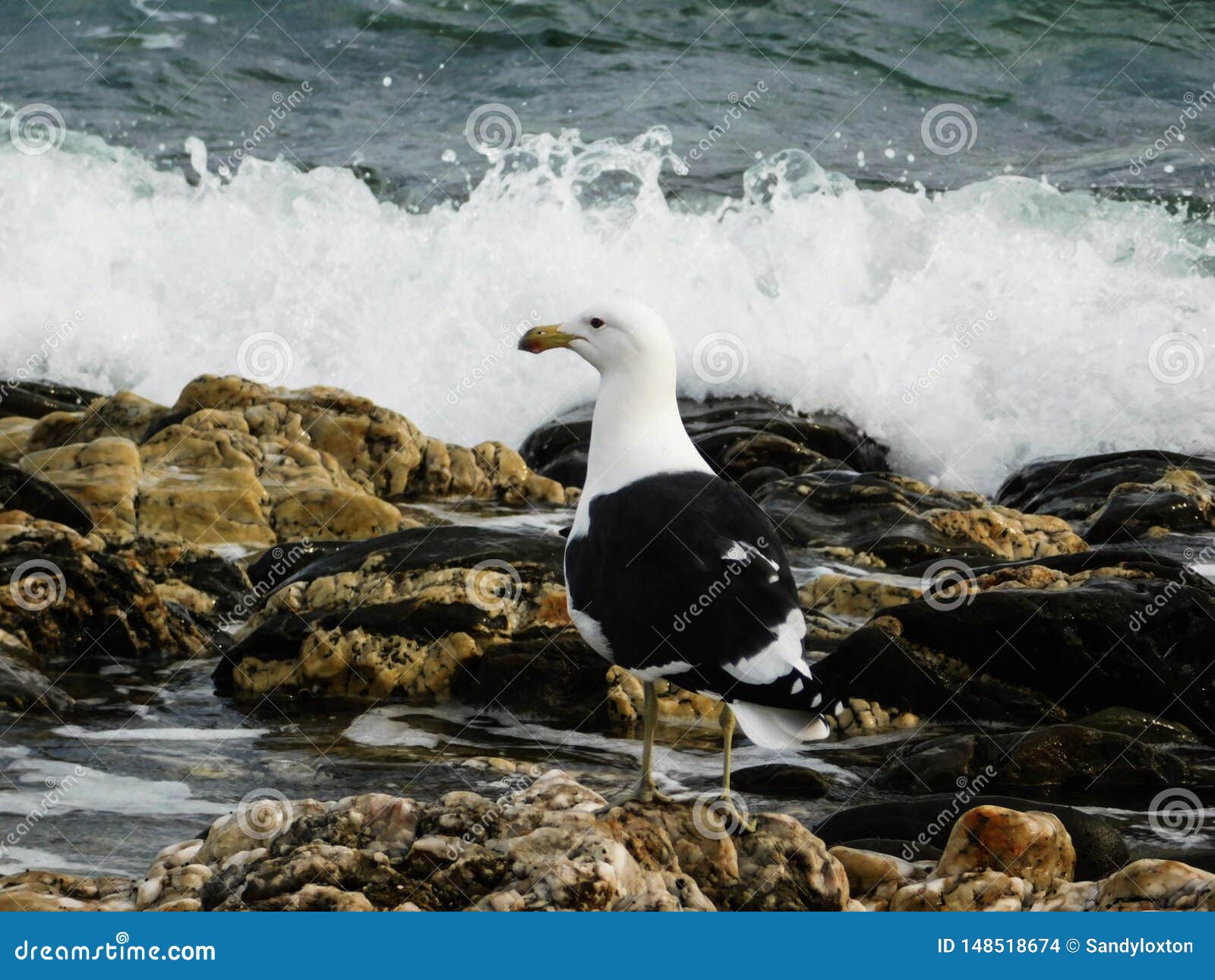 Cape Seagull in a Rock Pool Stock Photo - Image of cape, gulls: 148518674
