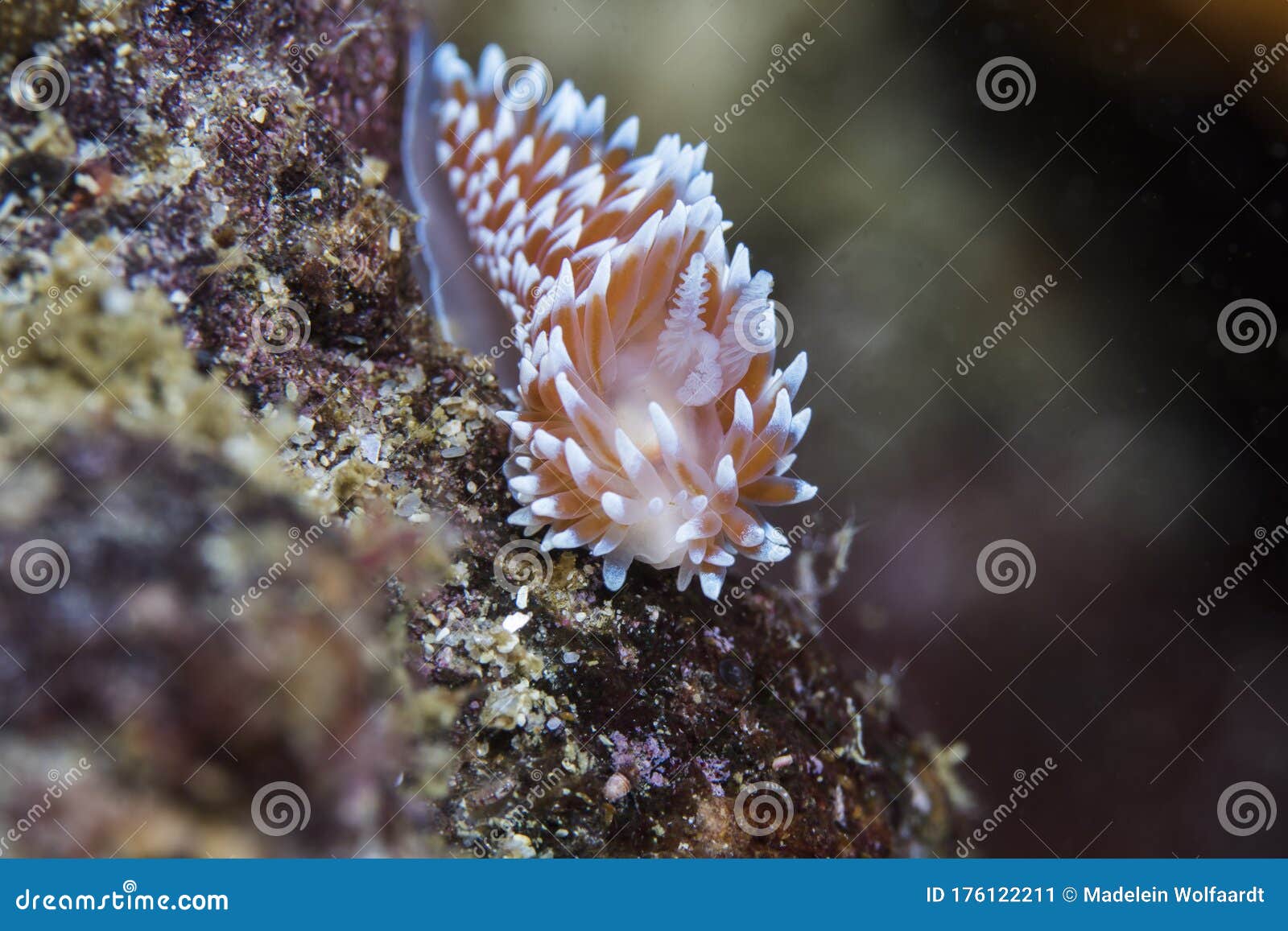 Cape Reef-worm Gunnarea Capensis Stock Photo | CartoonDealer.com #28489446