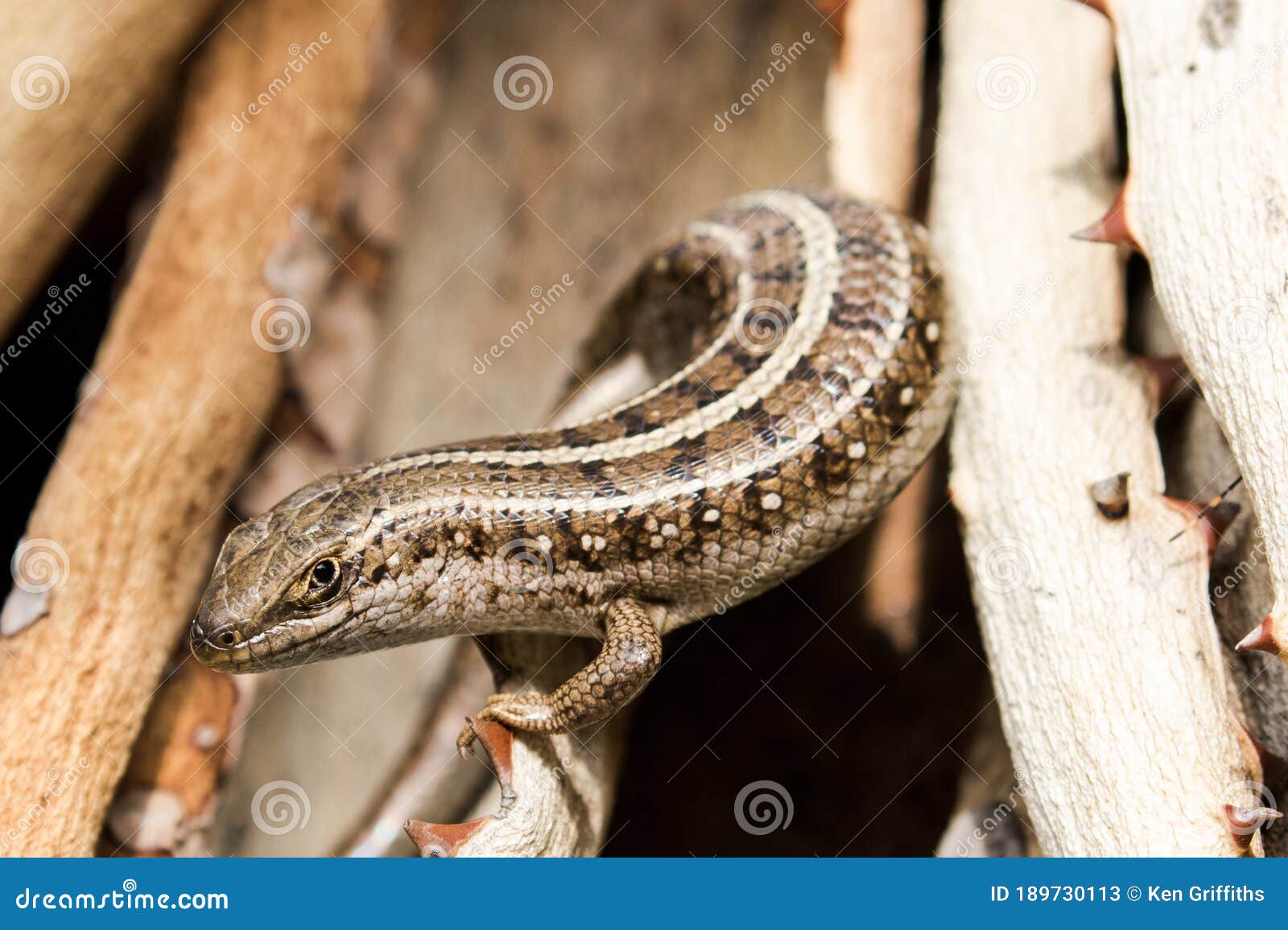 Cape Skink stock image. Image of africa, nature, capensis - 189730113