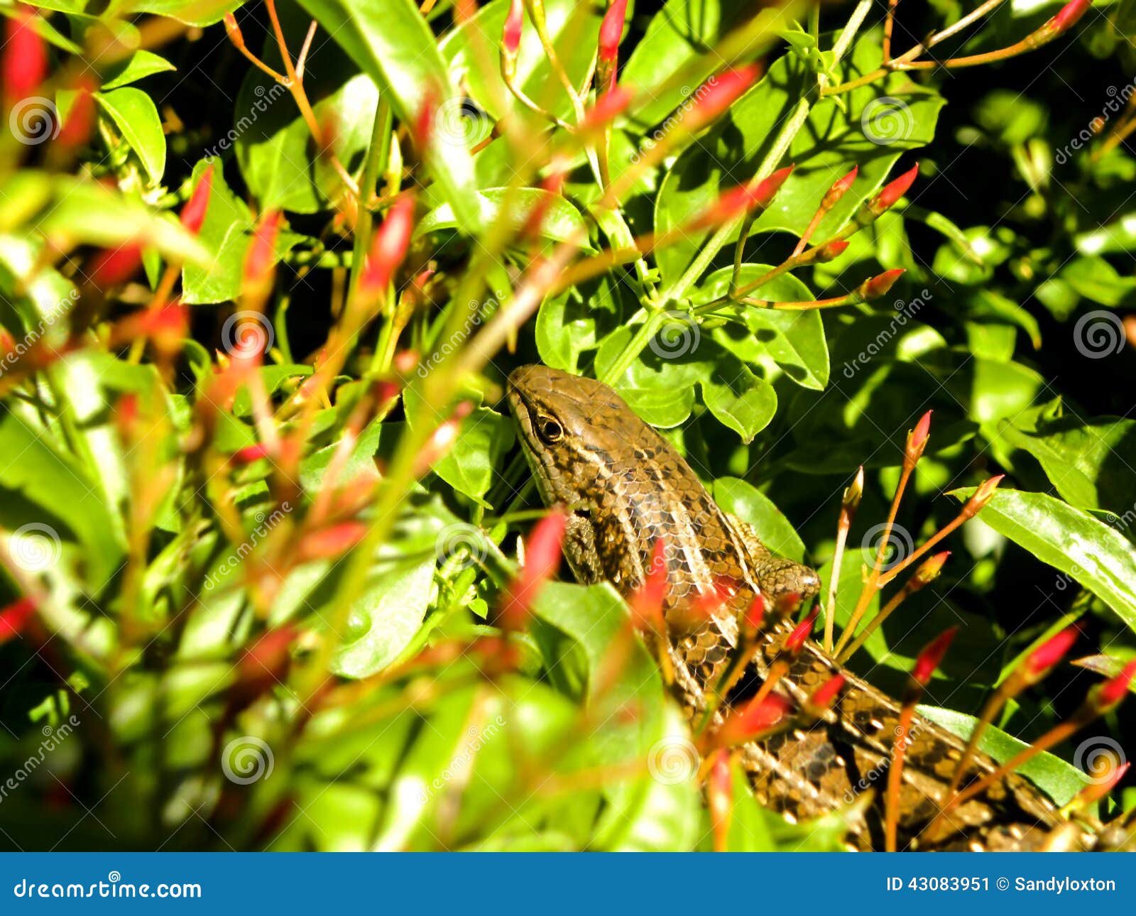 Cape Skink in Jasmine stock image. Image of skinks, south - 43083951