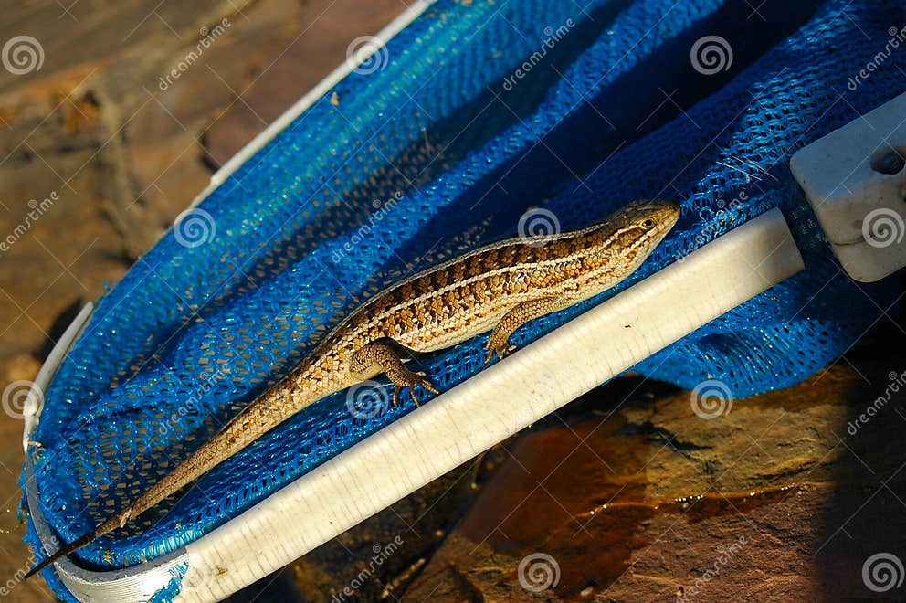 Cape Skink lizard stock photo. Image of brown, lizards - 1576740