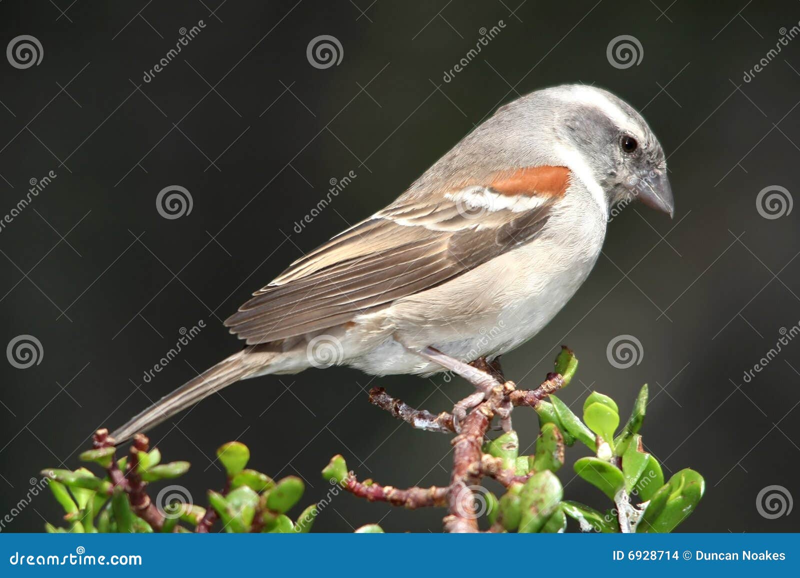 Cape Sparrow Bird stock photo. Image of wing, perch, green - 6928714