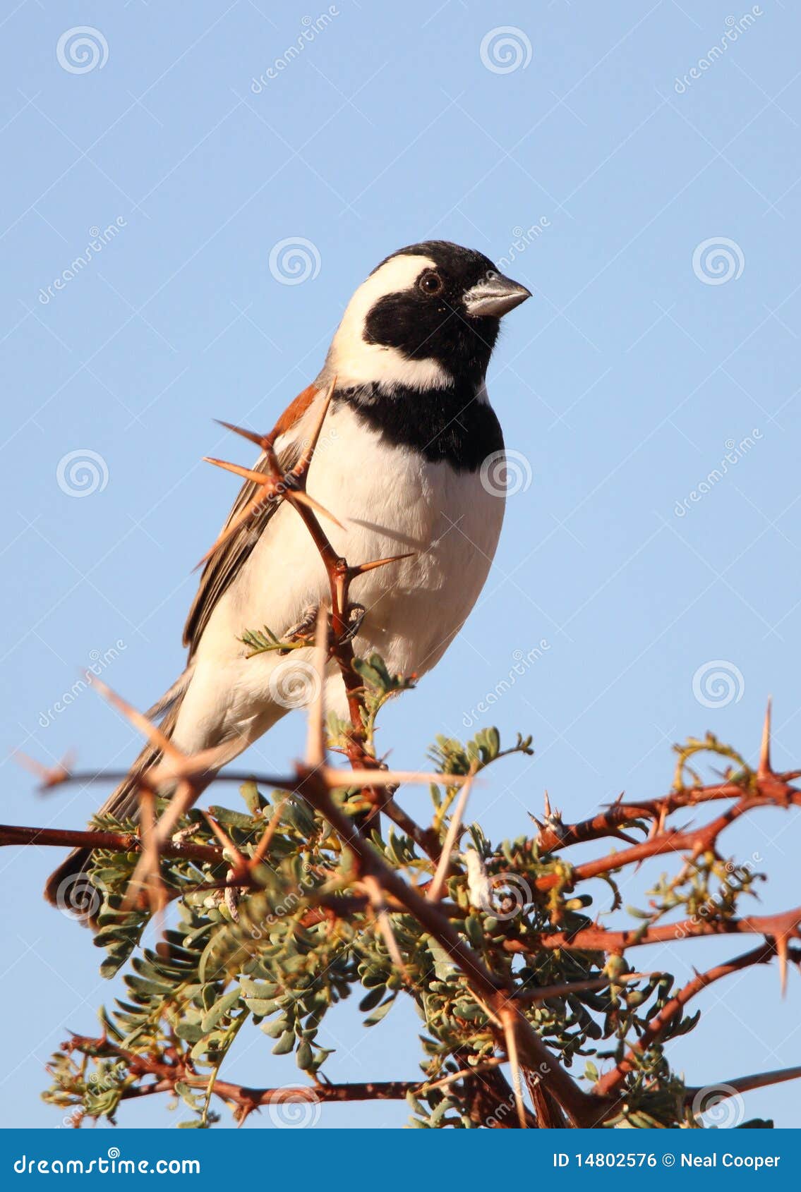 Cape Sparrow or Mossie stock photo. Image of bird, sparrows - 14802576