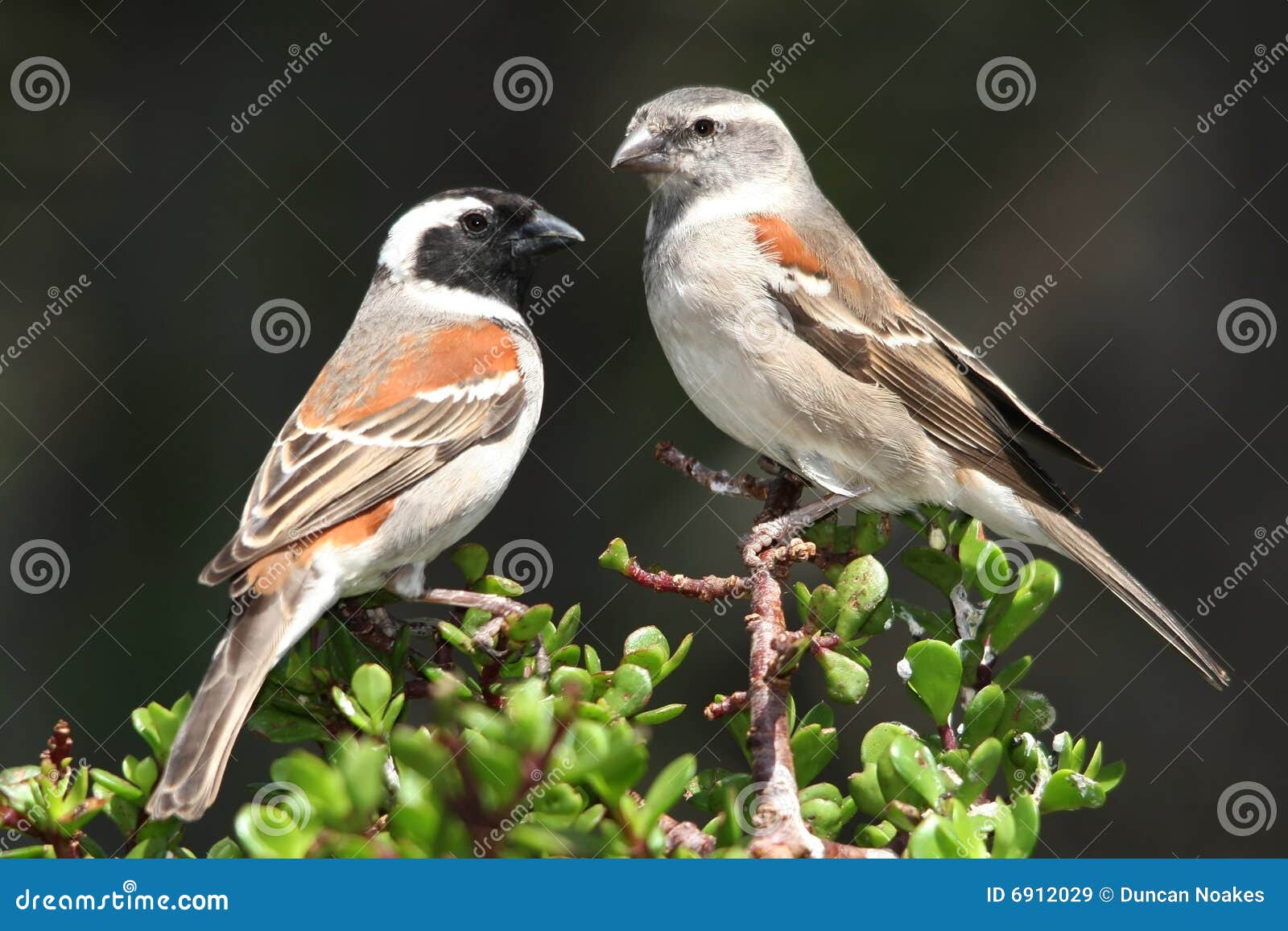 Cape Sparrow Pair stock image. Image of green, perched - 6912029
