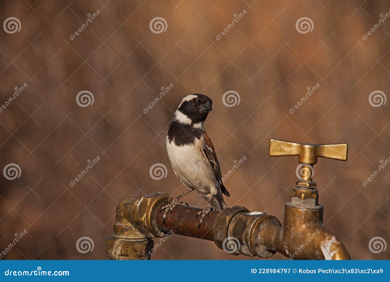 Cape Sparrow Passer Melanurus 4829 Stock Image - Image of ornithology ...