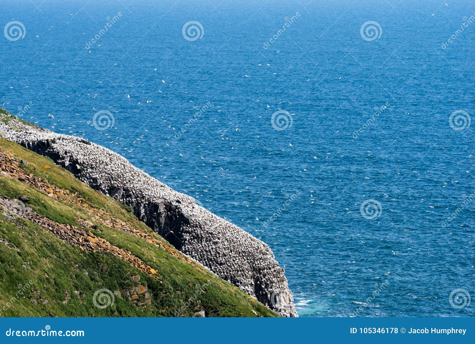 Cape St. Mary`s Ecological Reserve, Newfoundland Stock Photo - Image of ...