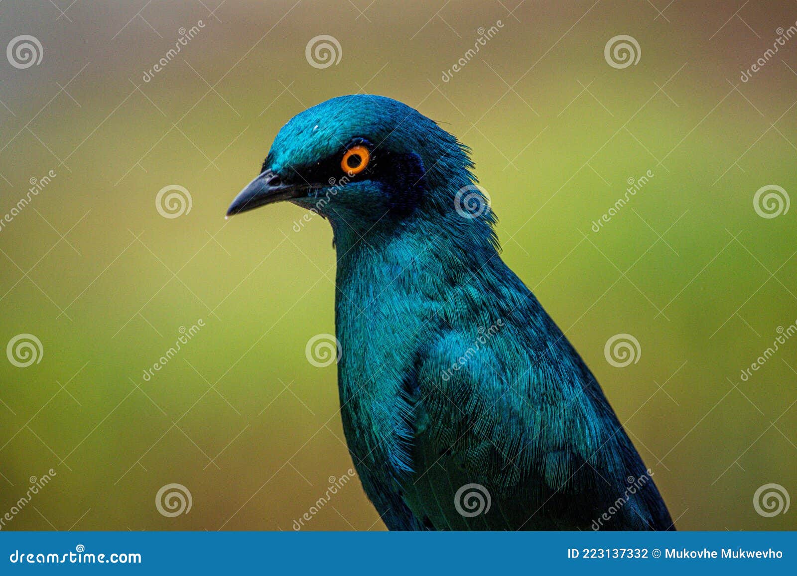 Cape Starling Bird Close Up Stock Photo - Image of green, animal: 223137332