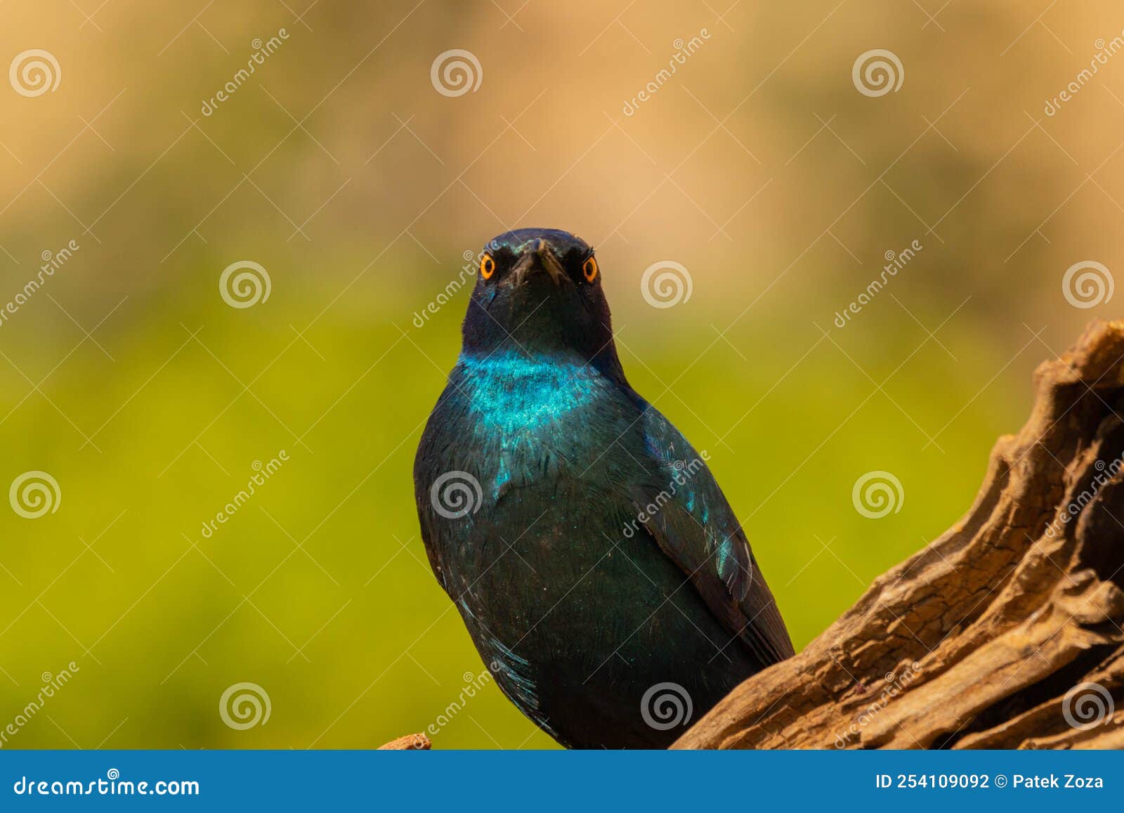 Close-up of Colorful Cape Starling with Greenish Background. Stock ...
